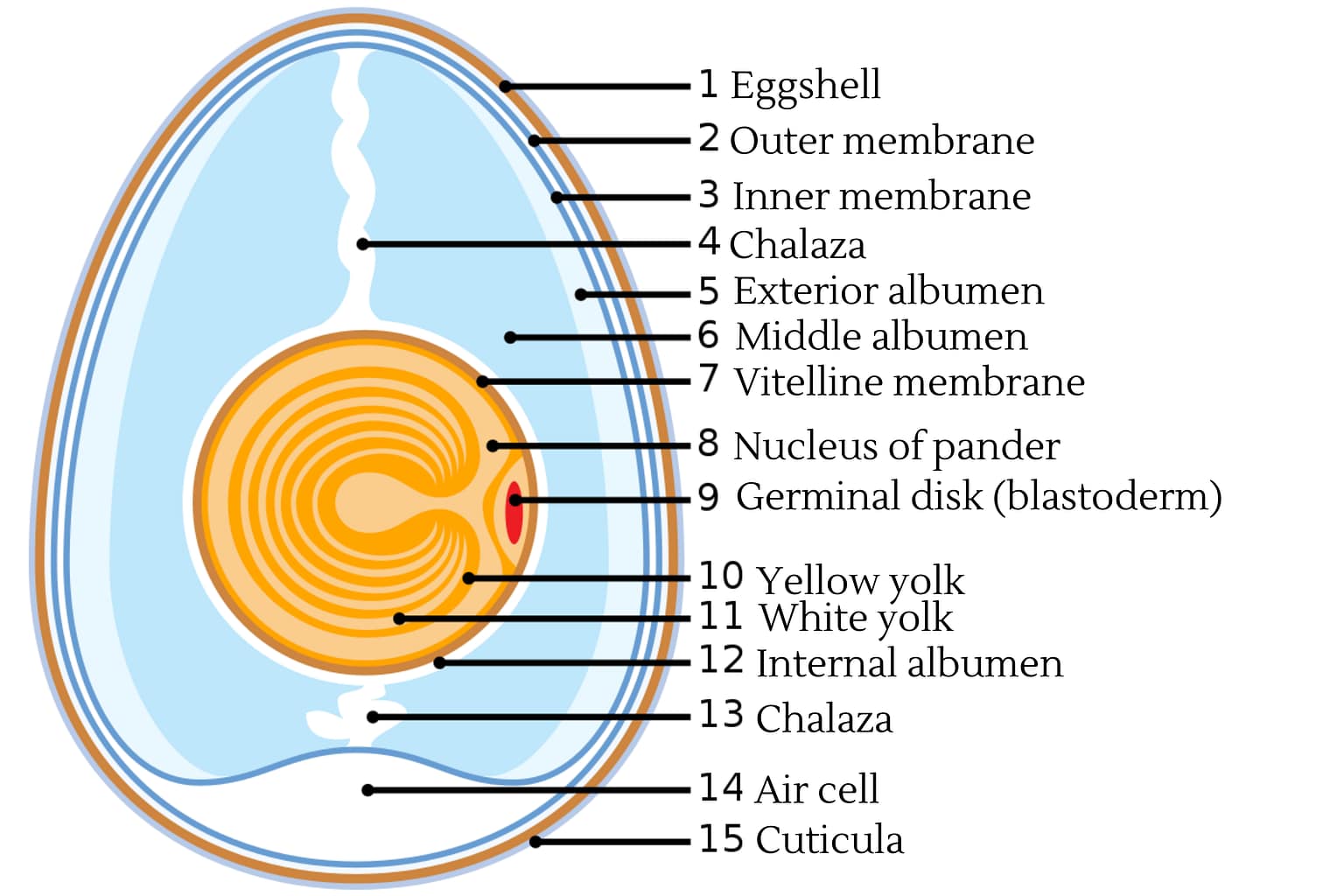 Anatomy of a Chicken Egg - Fowl and Fancy