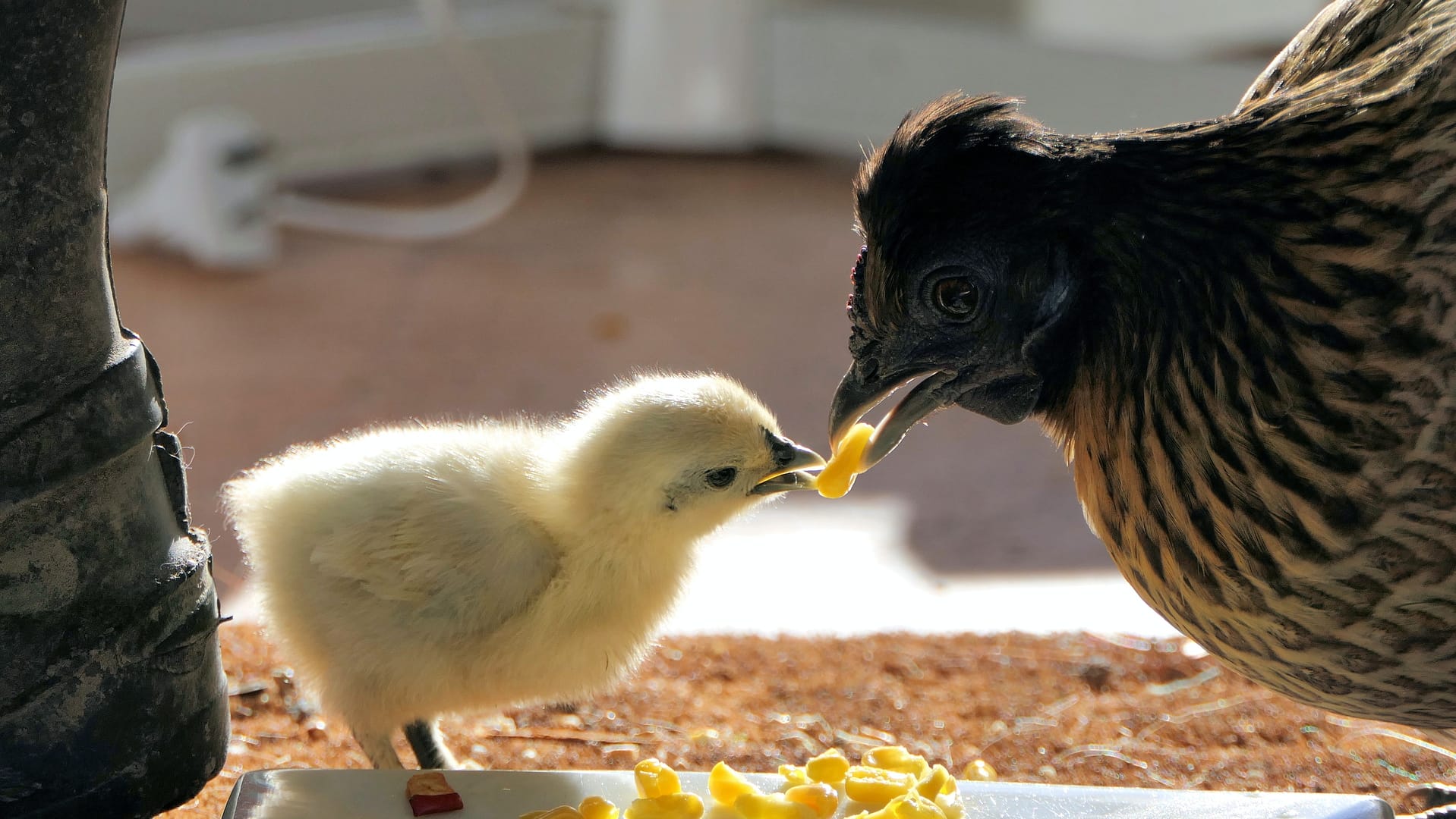 Feeding Your Chickens Dried Corn: Whole VS Cracked Corn (Which is ...