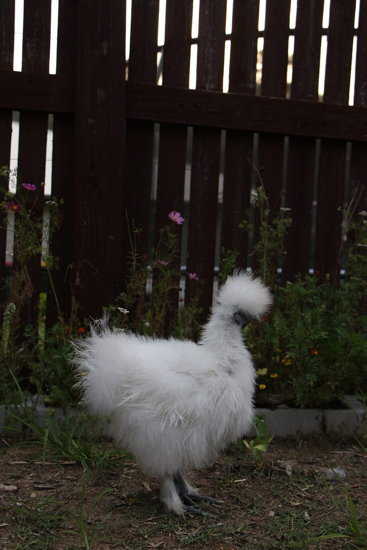 Chicken Breeds with Fluffy Heads - Fowl and Fancy