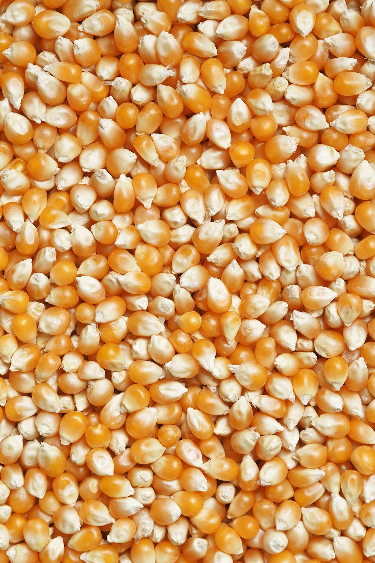 Feeding Your Chickens Dried Corn: Whole VS Cracked Corn (Which is ...