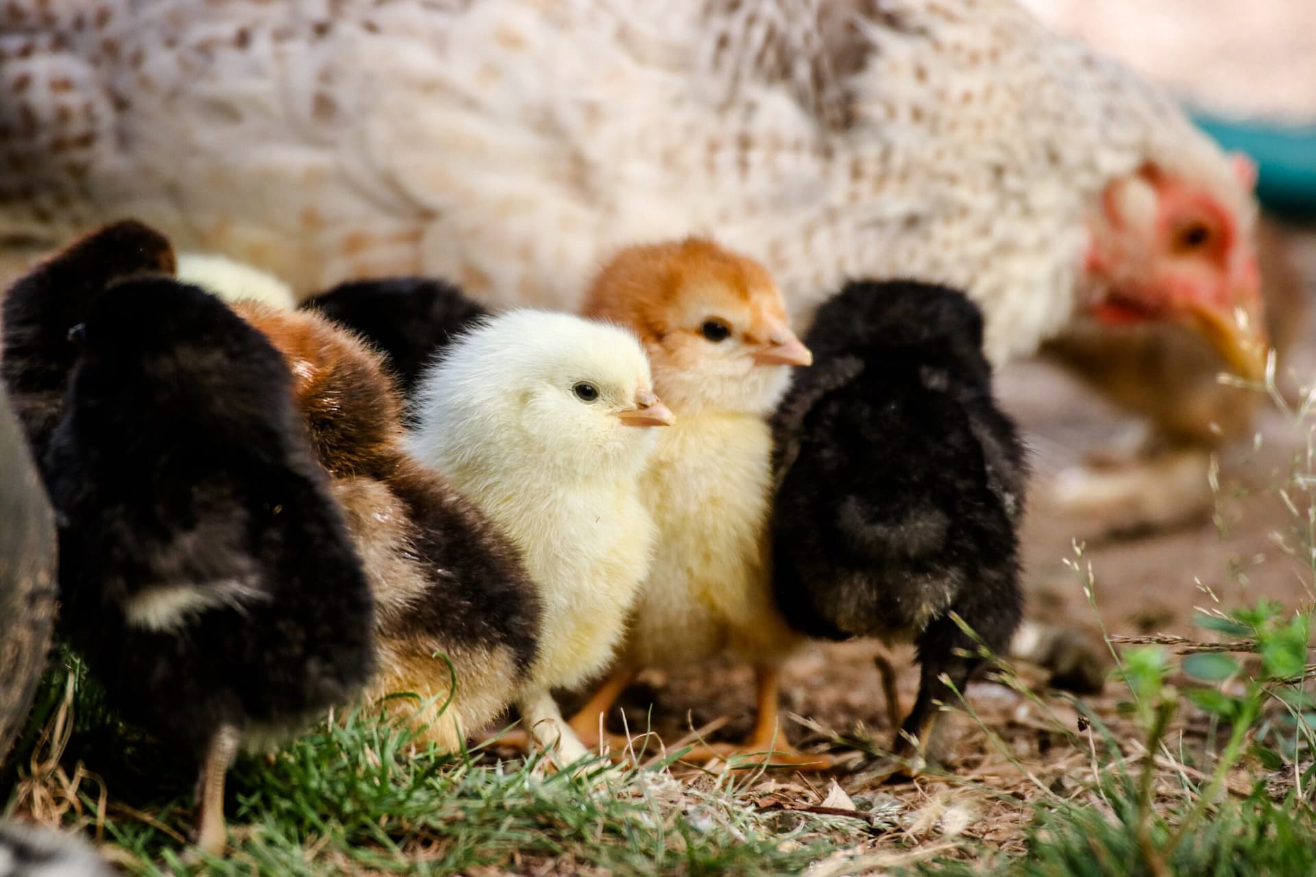 "Chick Days" are Here! - Fowl and Fancy