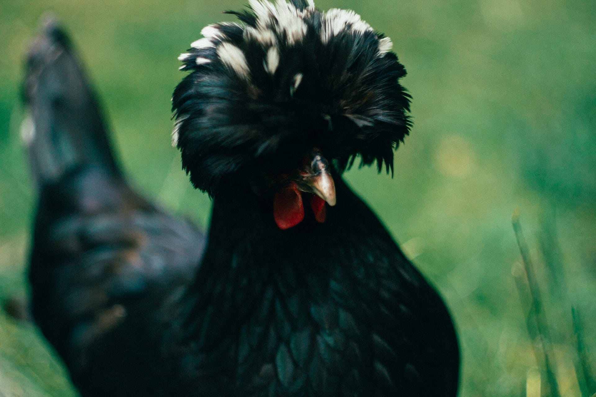 Chicken Breeds with Fluffy Heads - Fowl and Fancy