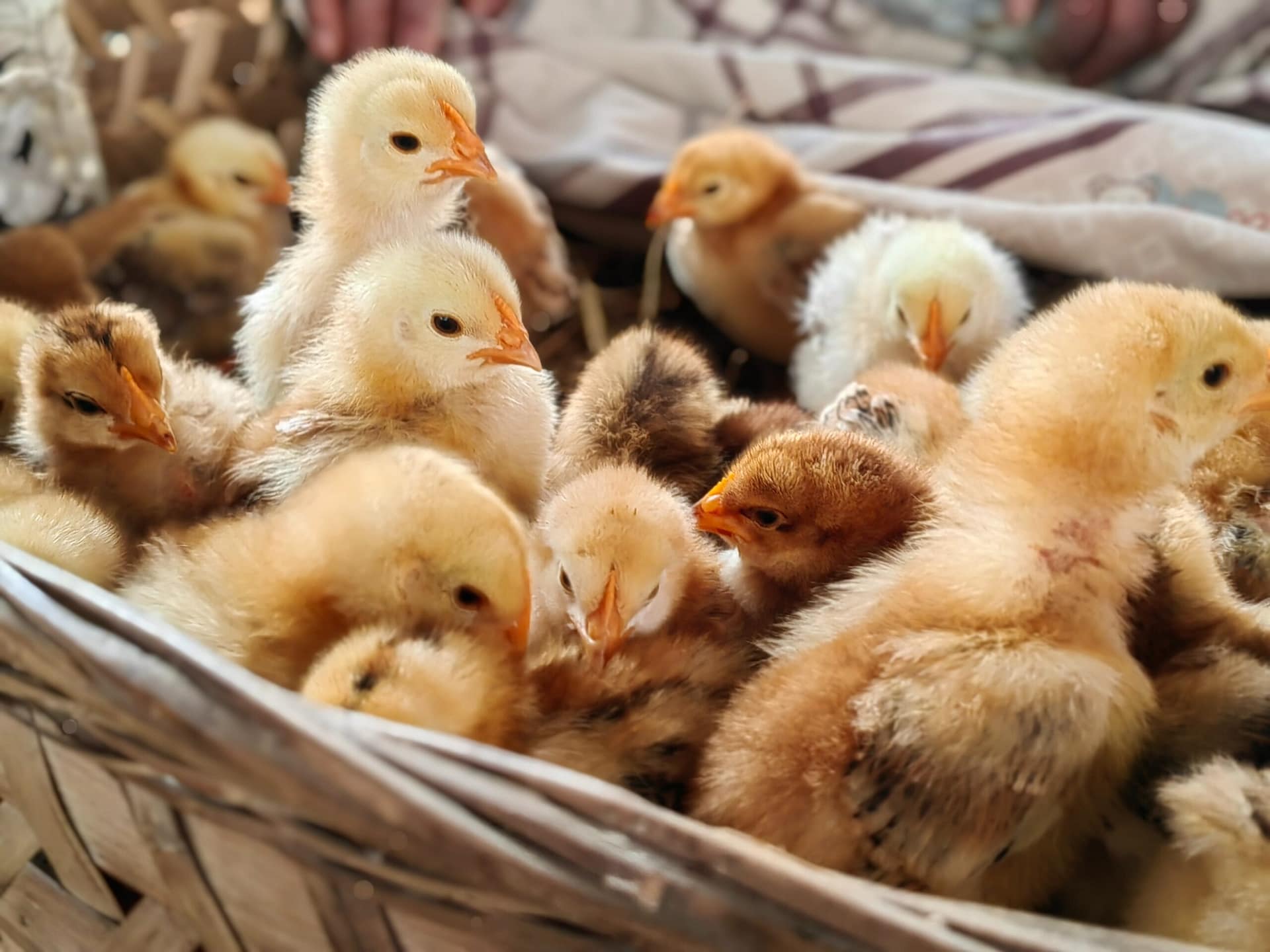 10 Essential Tips for Keeping Your Chicks' Water Clean - Fowl and Fancy